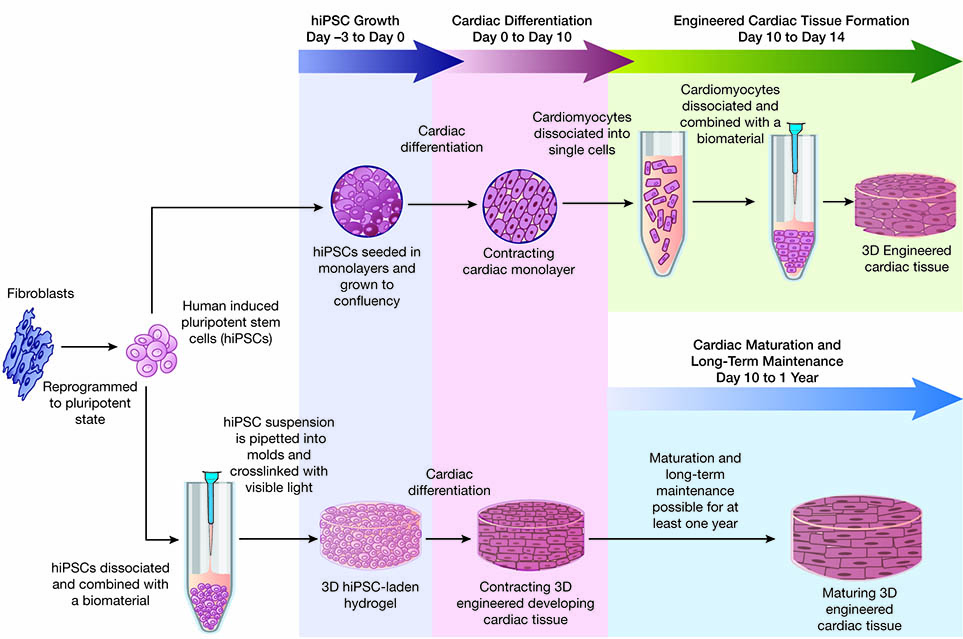 Direct Production of Engineered Cardiac Tissue within Hybrid ...